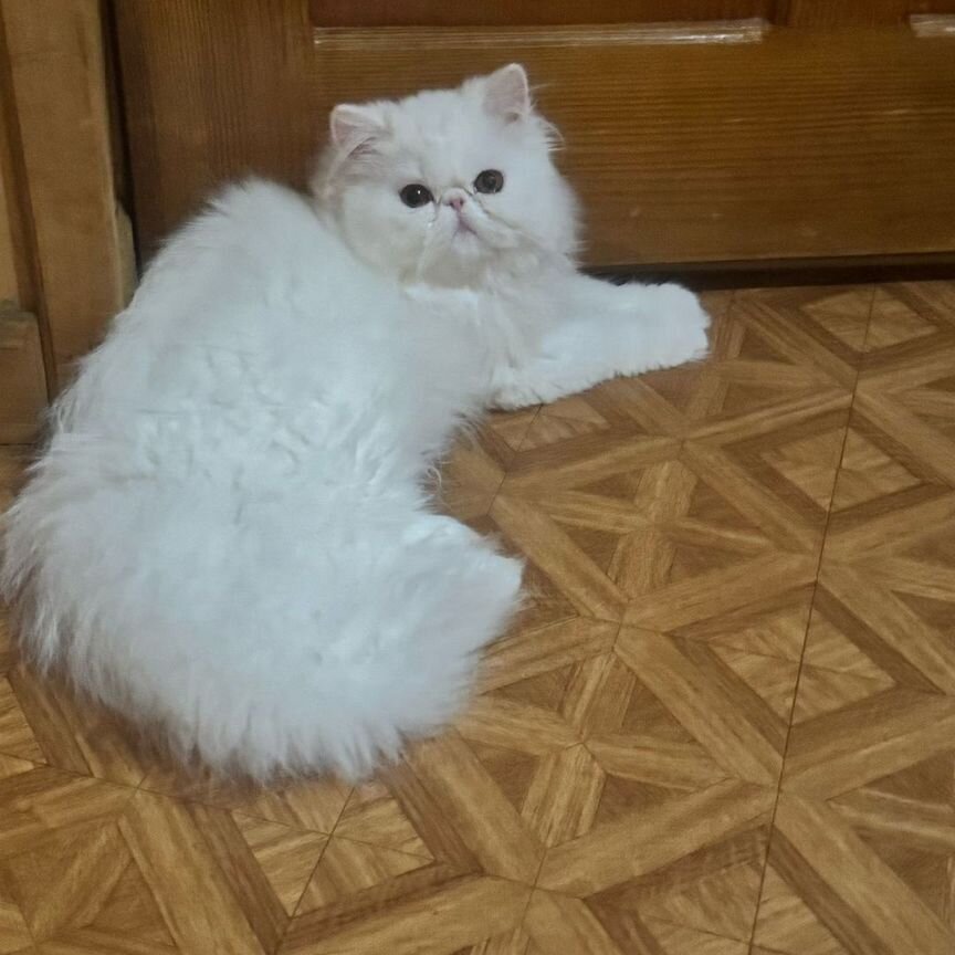 Персидские котята