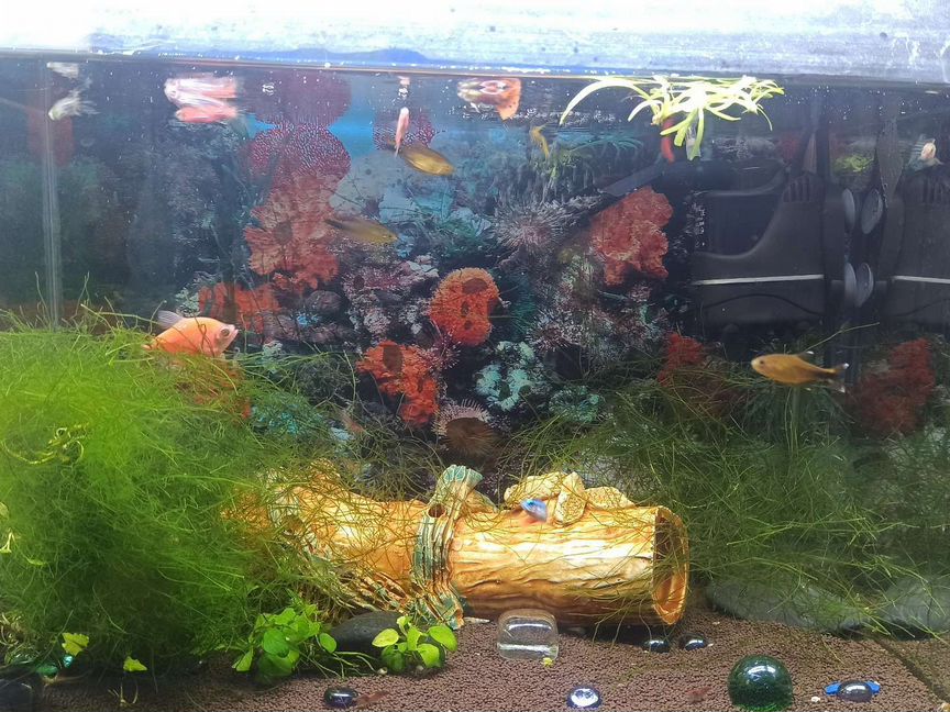 Аквариум 30 литров