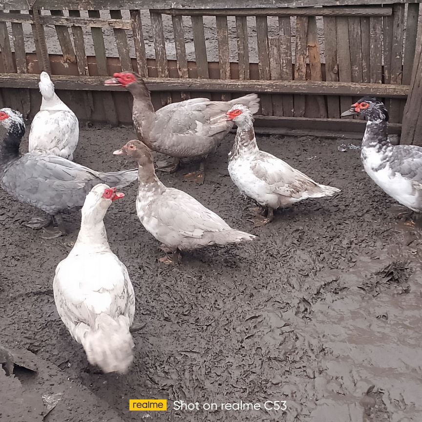 Мускусные утки