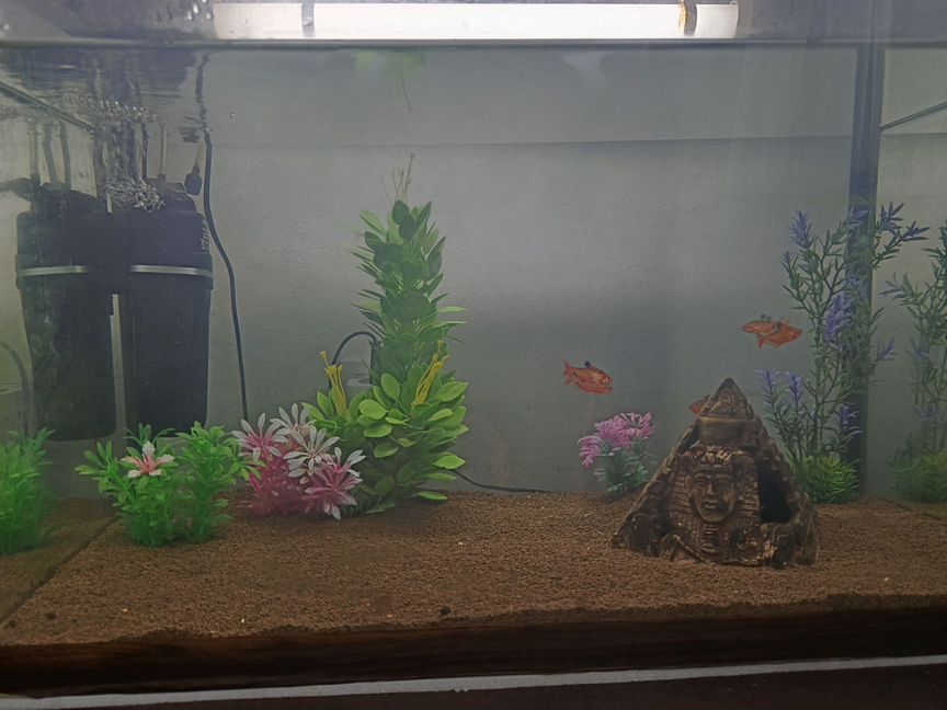 Продам аквариумных рыбок