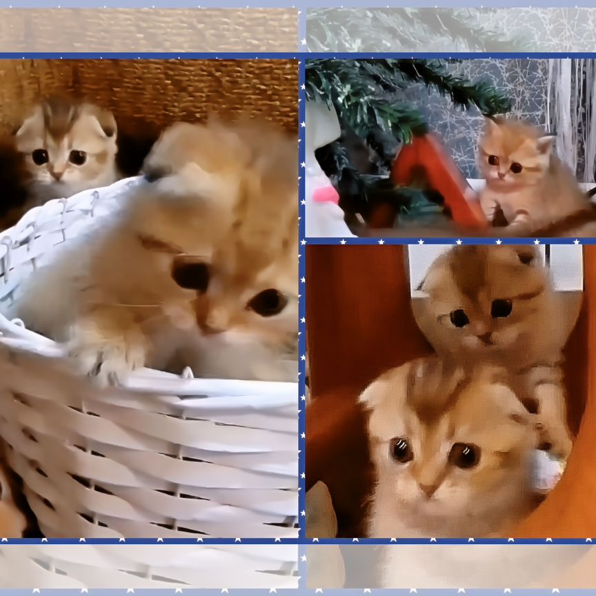 Шотландский вислоухий короткошёрстный котёнок