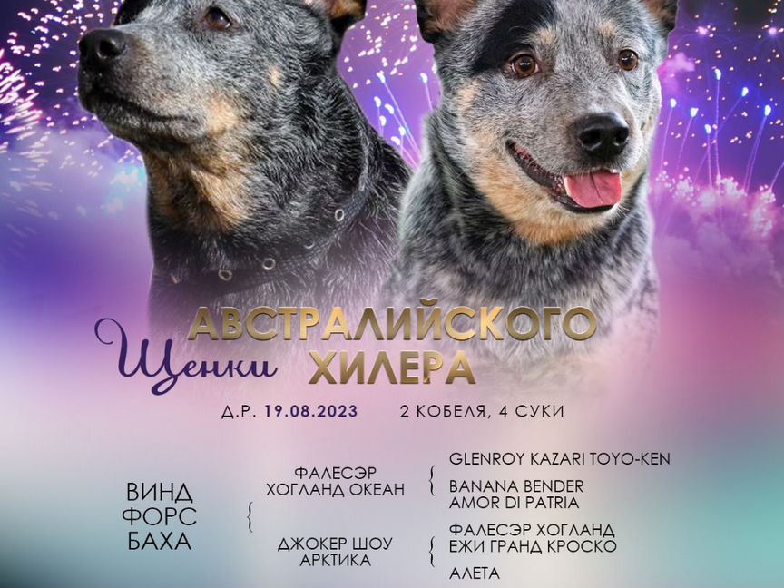 Щенки хилер