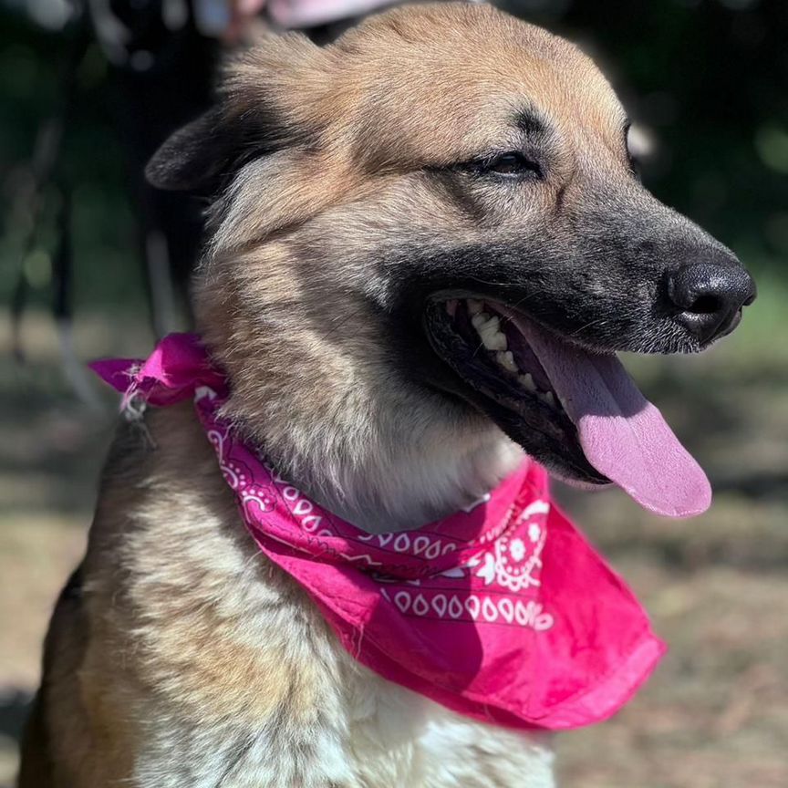 Пшенка собака из приюта Некрасовка