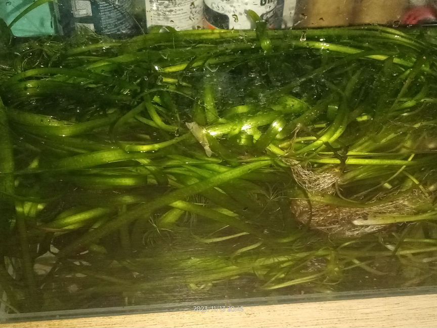 Аквариумные растения (валлиснерия+роголистник)