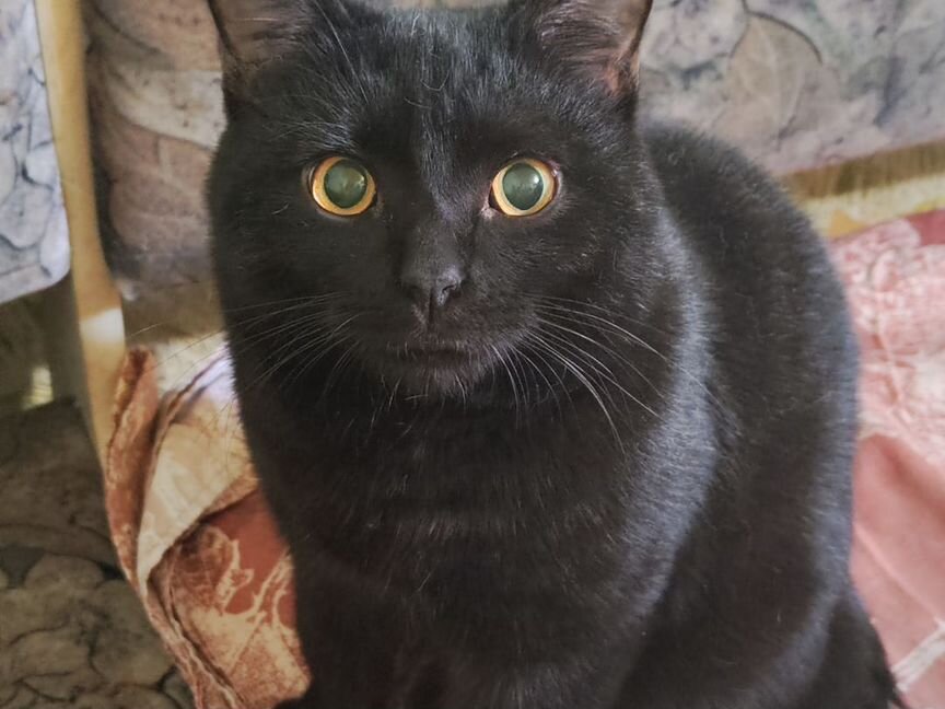 Кот 1.5 года в добрые руки