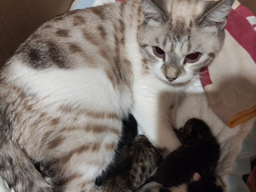Котята в добрые руки бесплатно