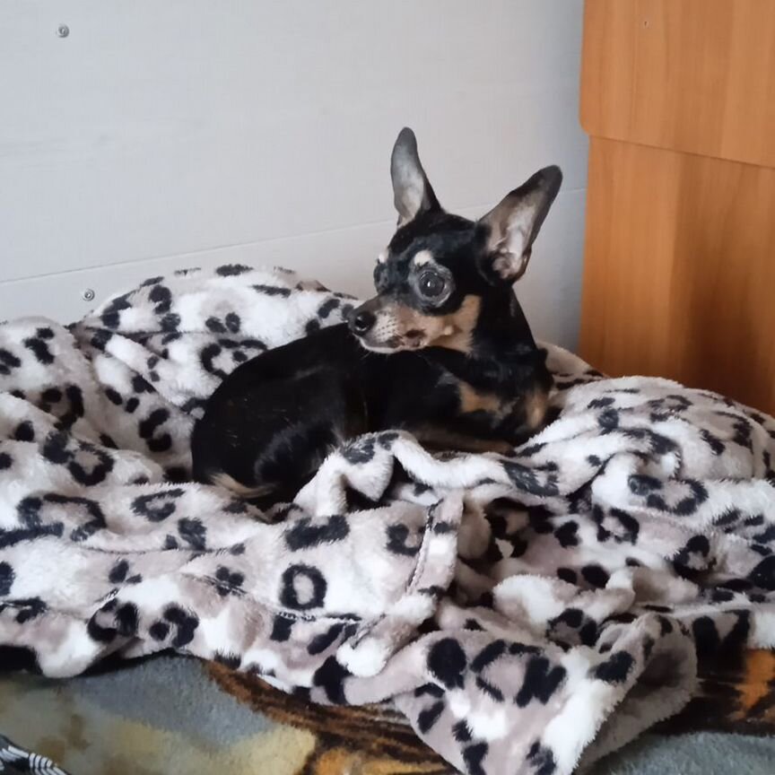 Отдам в добрые руки той-терьер