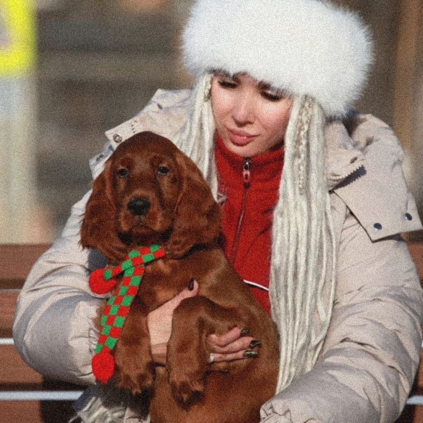 Ирландский сеттер, щенок