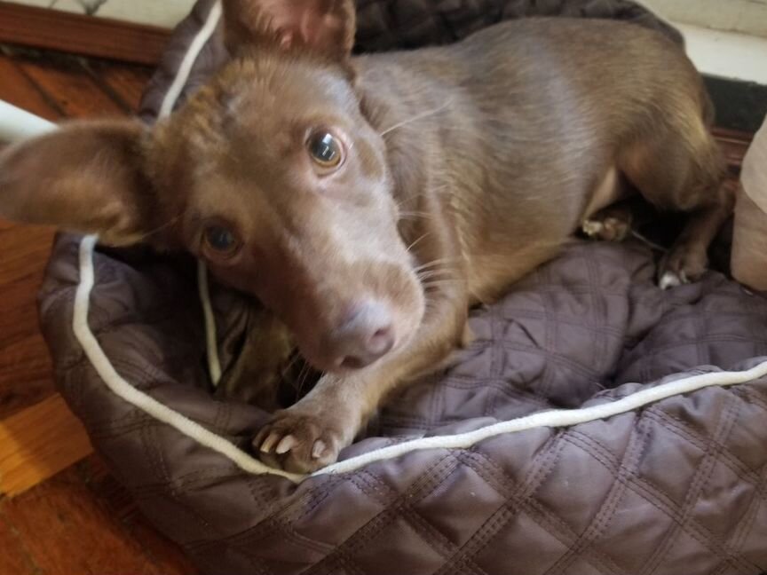 Отдам в добрые руки