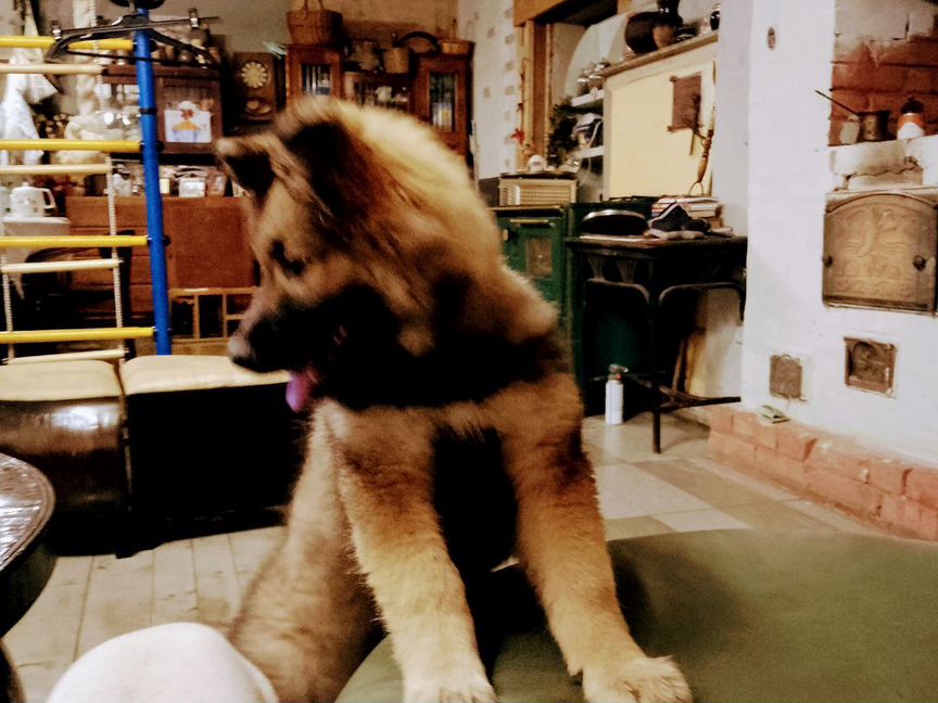 Собака в добрые руки щенок