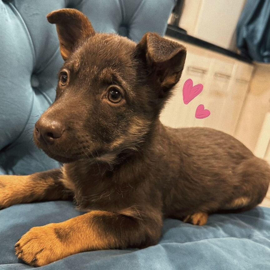 Щенок в добрые руки