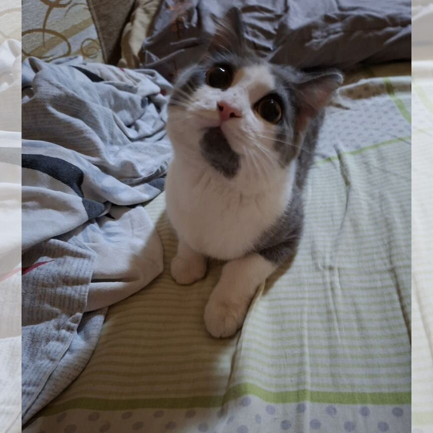 Котёнок в добрые руки