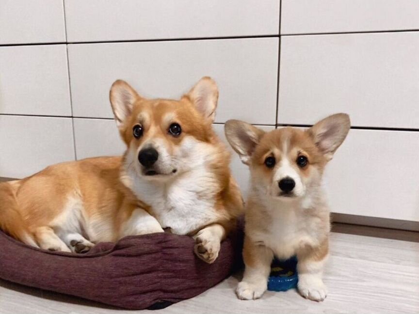 Вельш - Корги