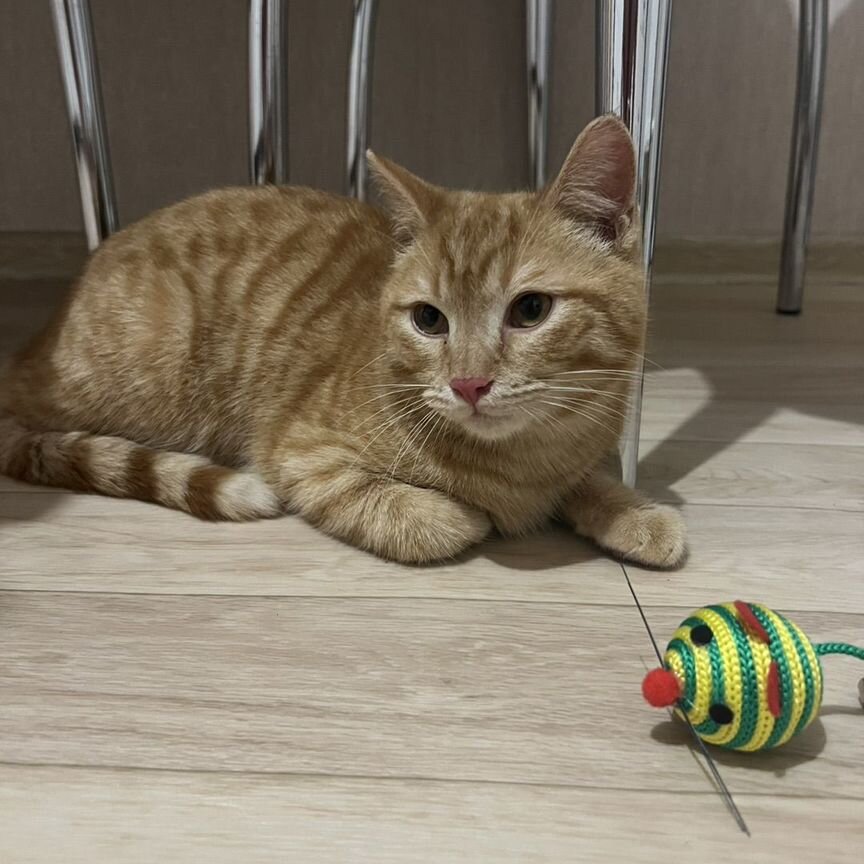 Котенок мальчик
