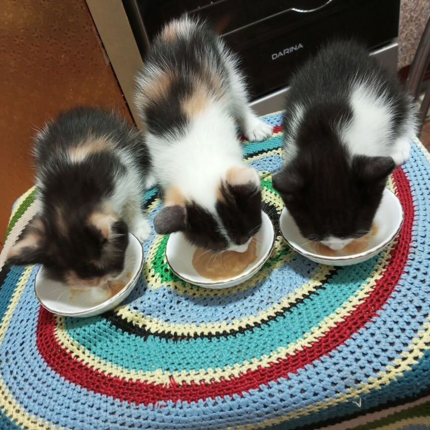 Котята в добрые руки