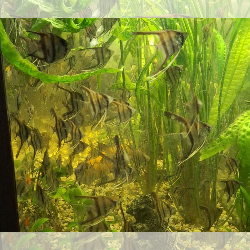 Аквариумные рыбки