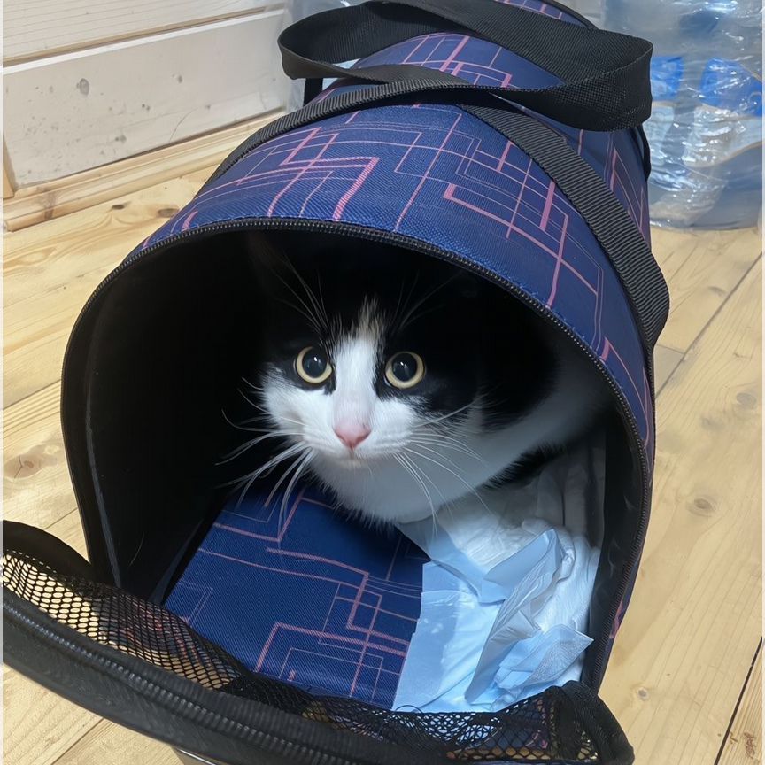 Взрослый кот в добрые руки