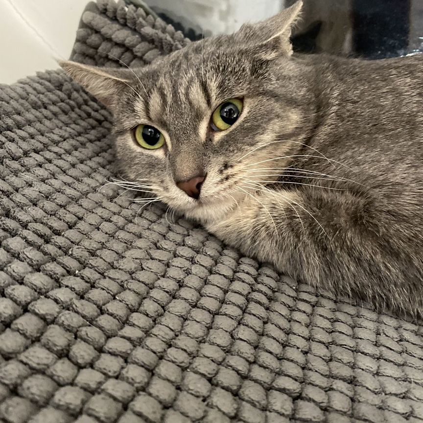 Взрослая, кошка в добрые руки