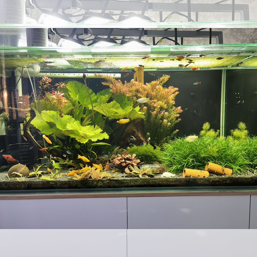 Нимфея тигровая зеленая