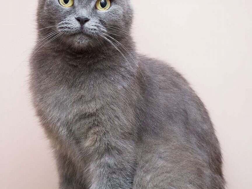 Брита из Кременной в поисках друга