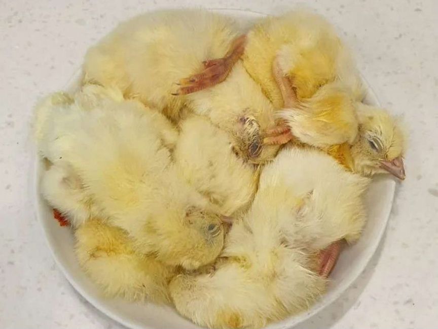 Суточные цыплята на корм животным, замороженные