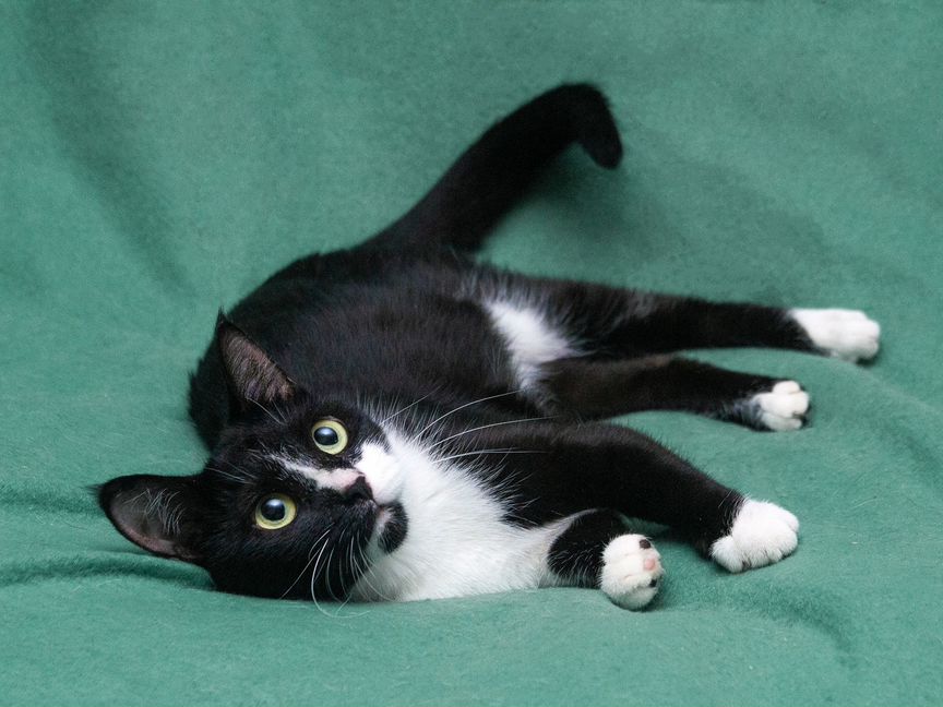 Красавица Стеша супер ласкуша в добрые руки