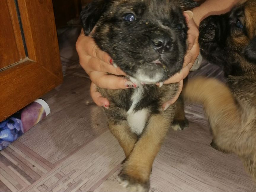 Щенки Кане Корсо