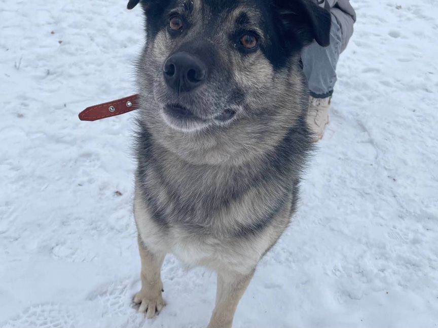 Собака в добрые руки бесплатно ищет дом из приюта
