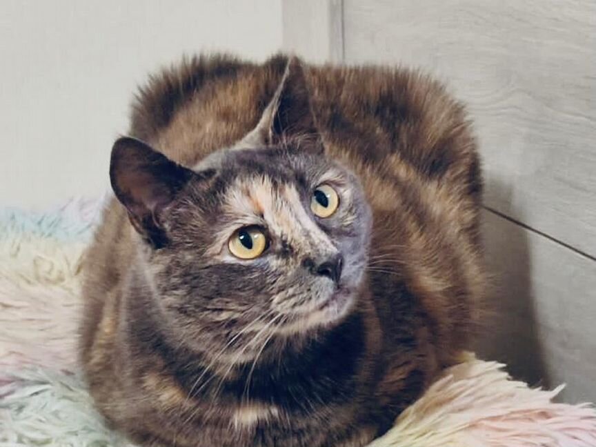 Разговорчивая кошка