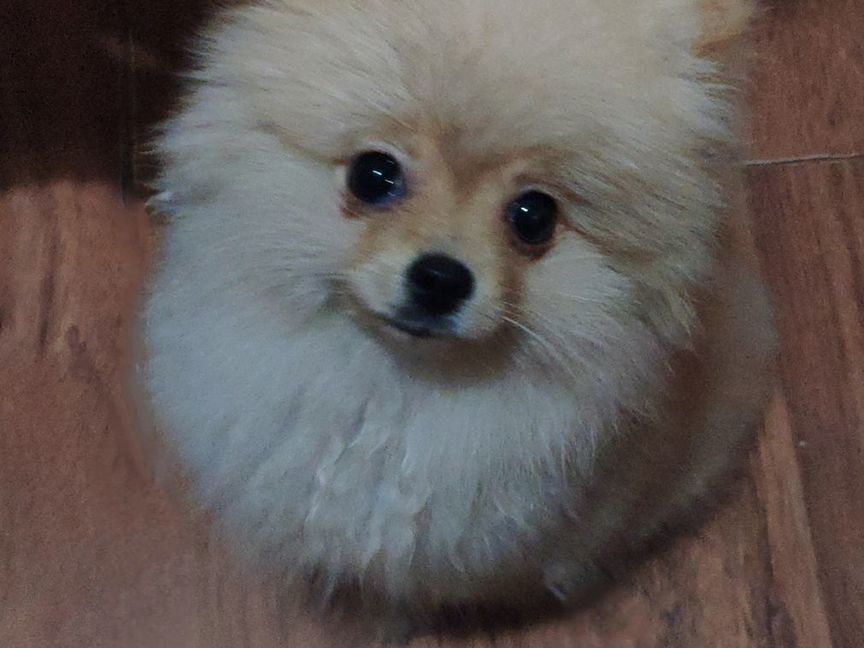 Красавица шпиц