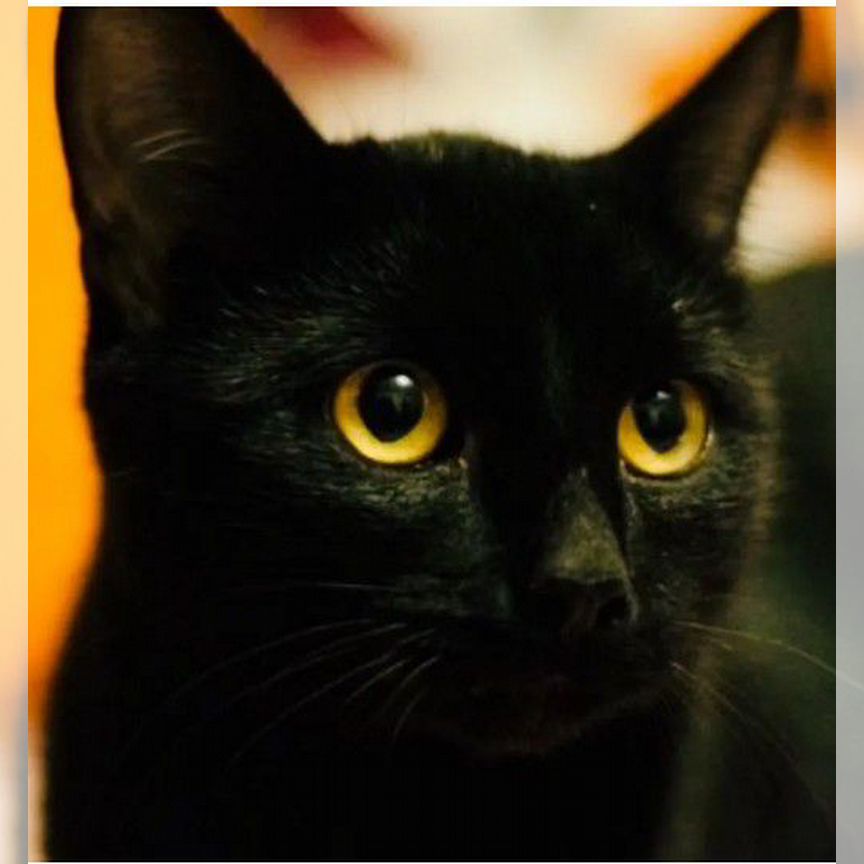 Бомбейский котёнок