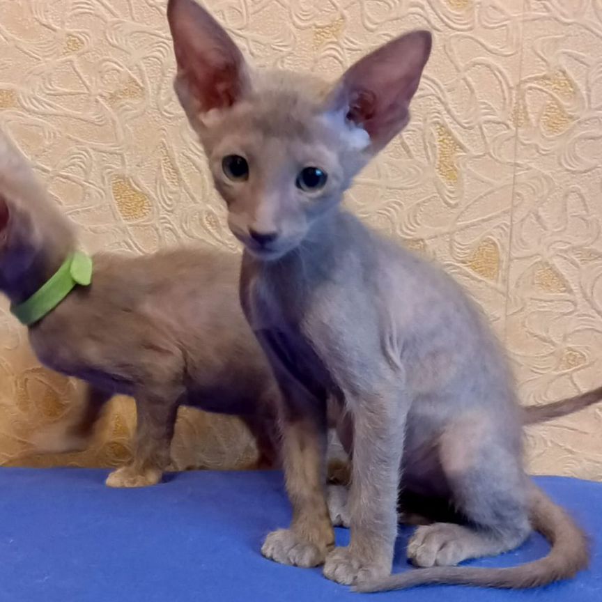 Ориентальный котёнок