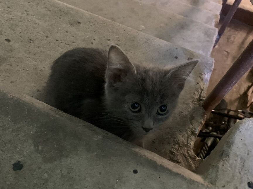 Котенок в добрые руки