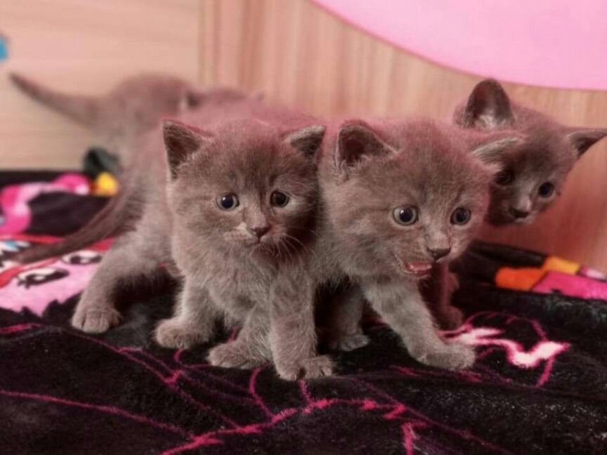 Котятки Русская Голубая