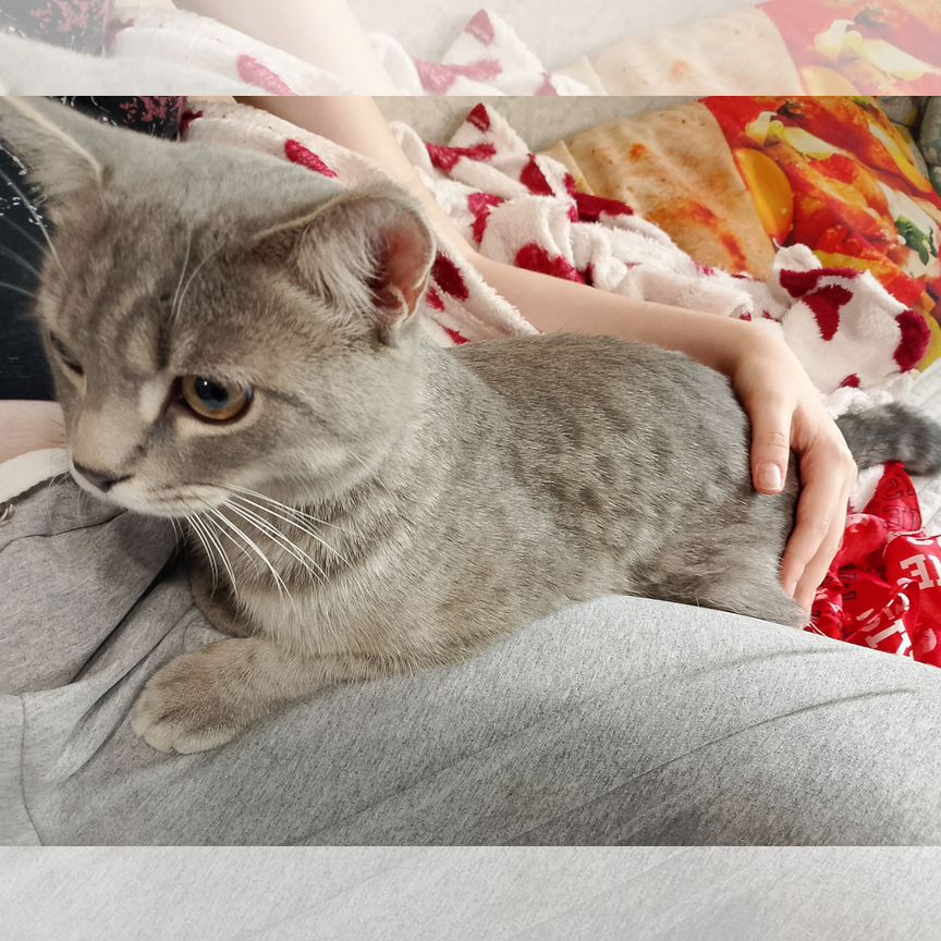 Британский короткошёрстный, взрослый кот