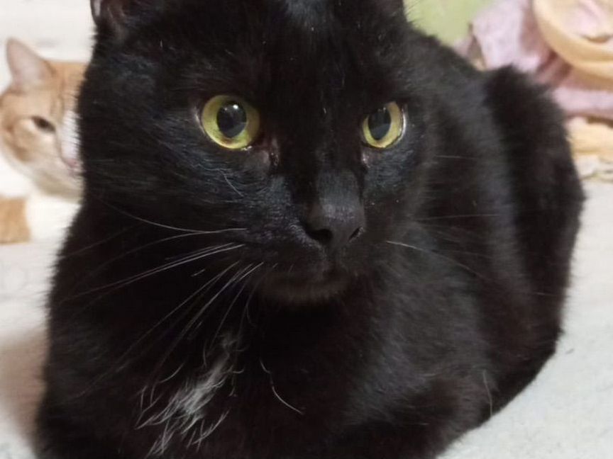 Котик Антошка ищет родителей