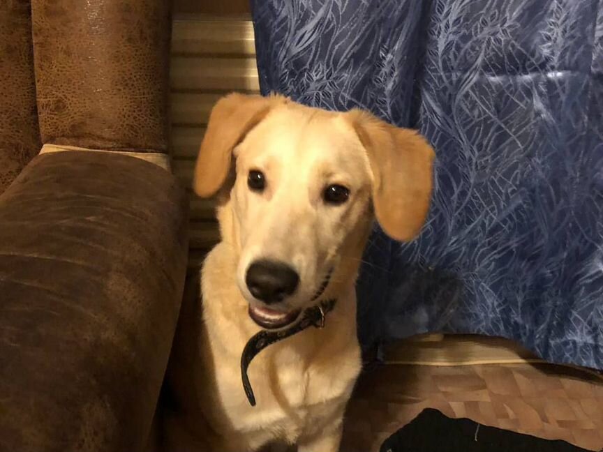 Помесь лабродора