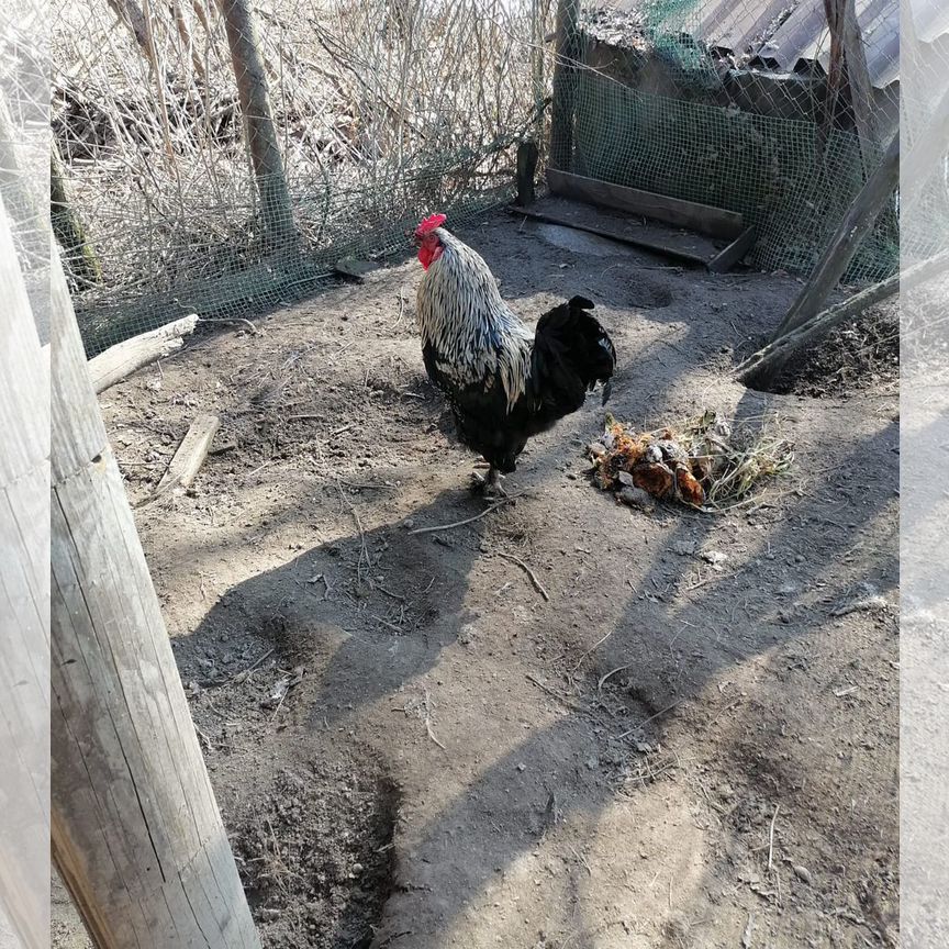 Молодой петушок,активный,ручной