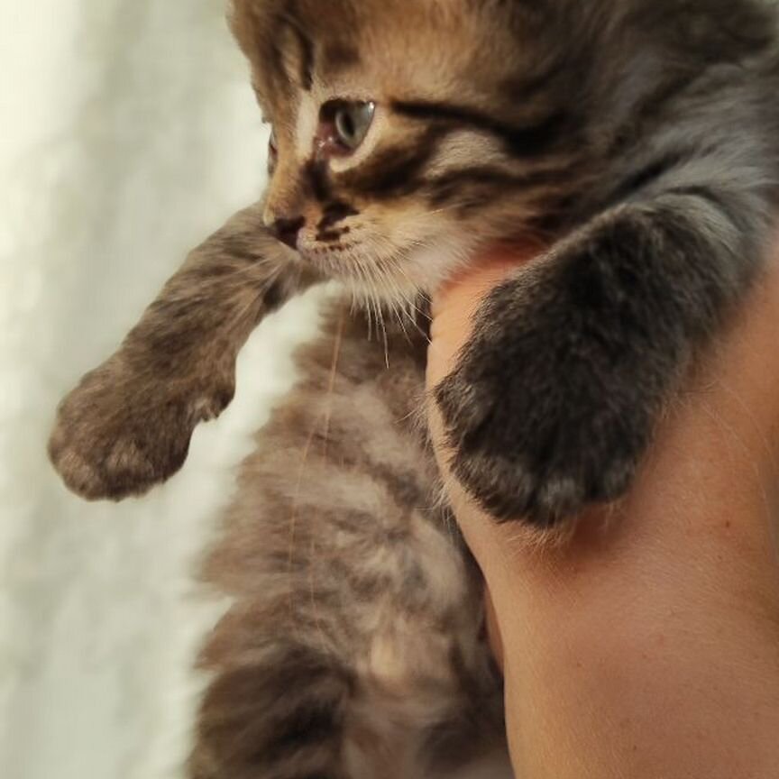 Котята 1,2 месяца