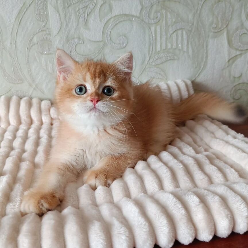 Золотая шиншилла мальчик