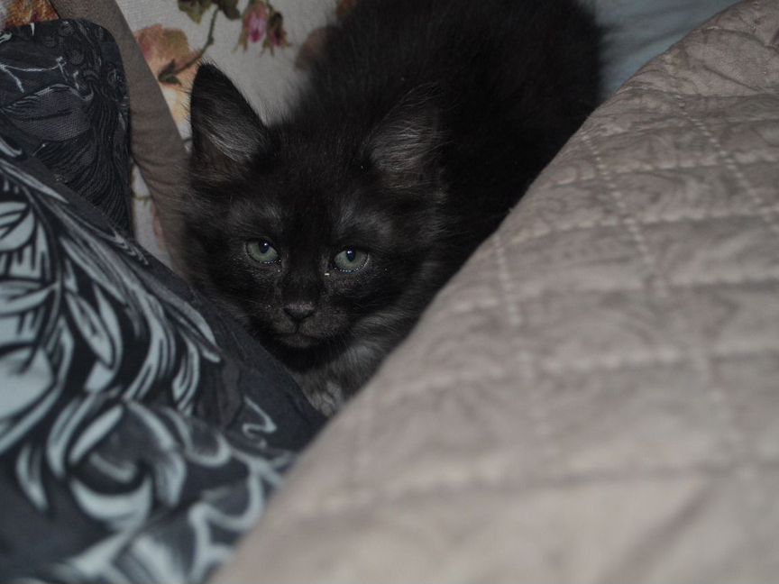 Котята мейн-кун