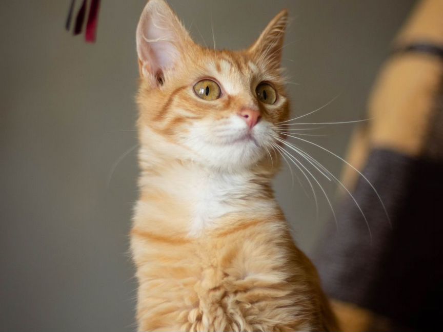 Рыжий котенок девочка