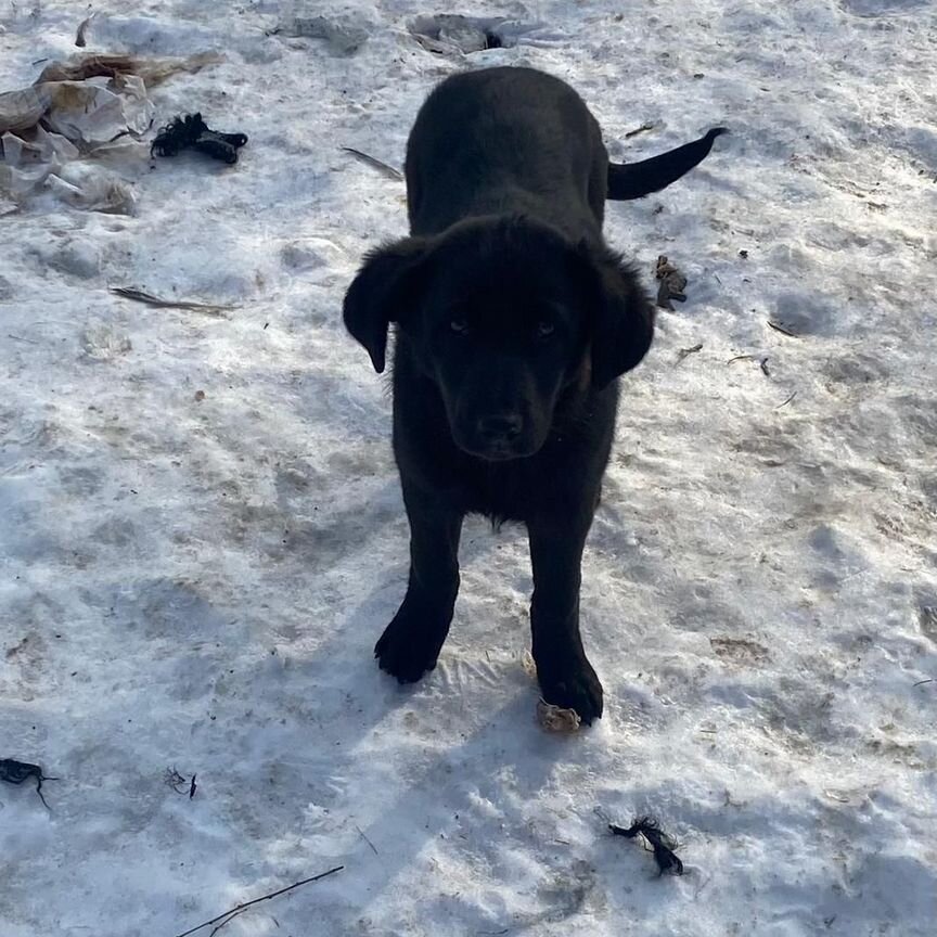 Красивые щенки в частный двор, привезу