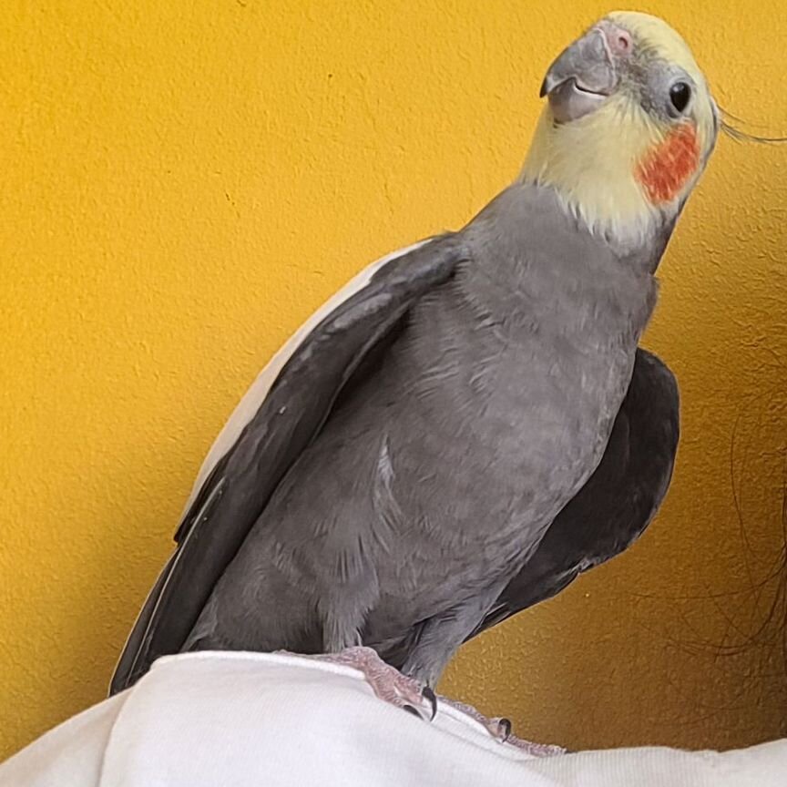 Попугай корелла с клеткой