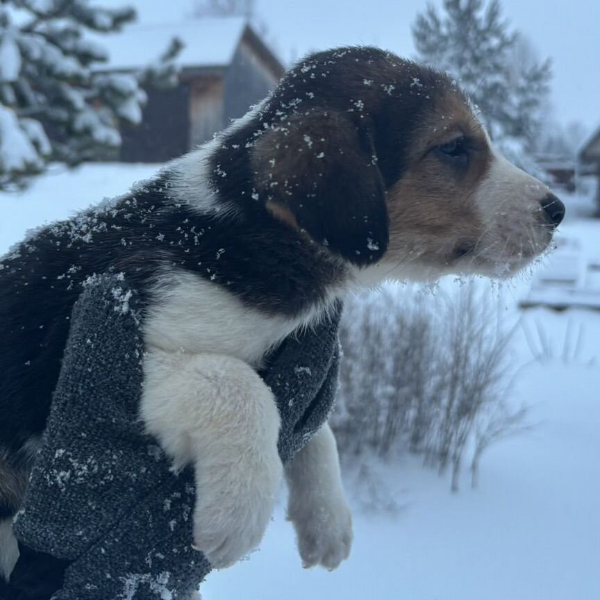 Русская пегая гончая, щенок