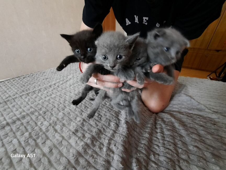 Шотландские котята