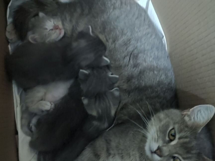 Котята кошки-крыселовки