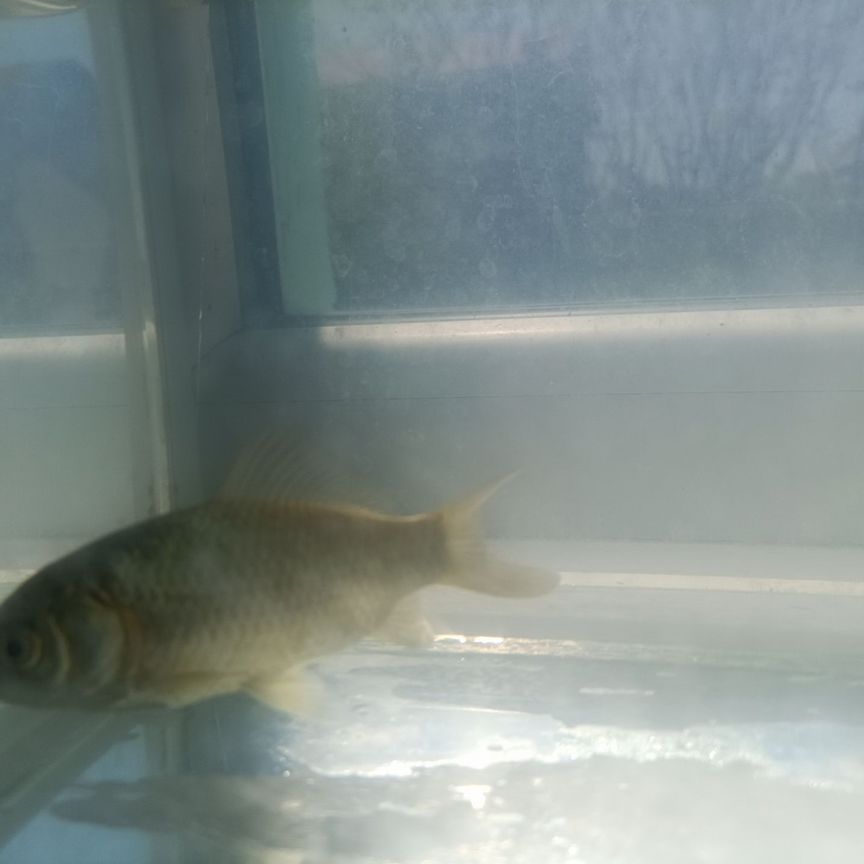 Вроде карась