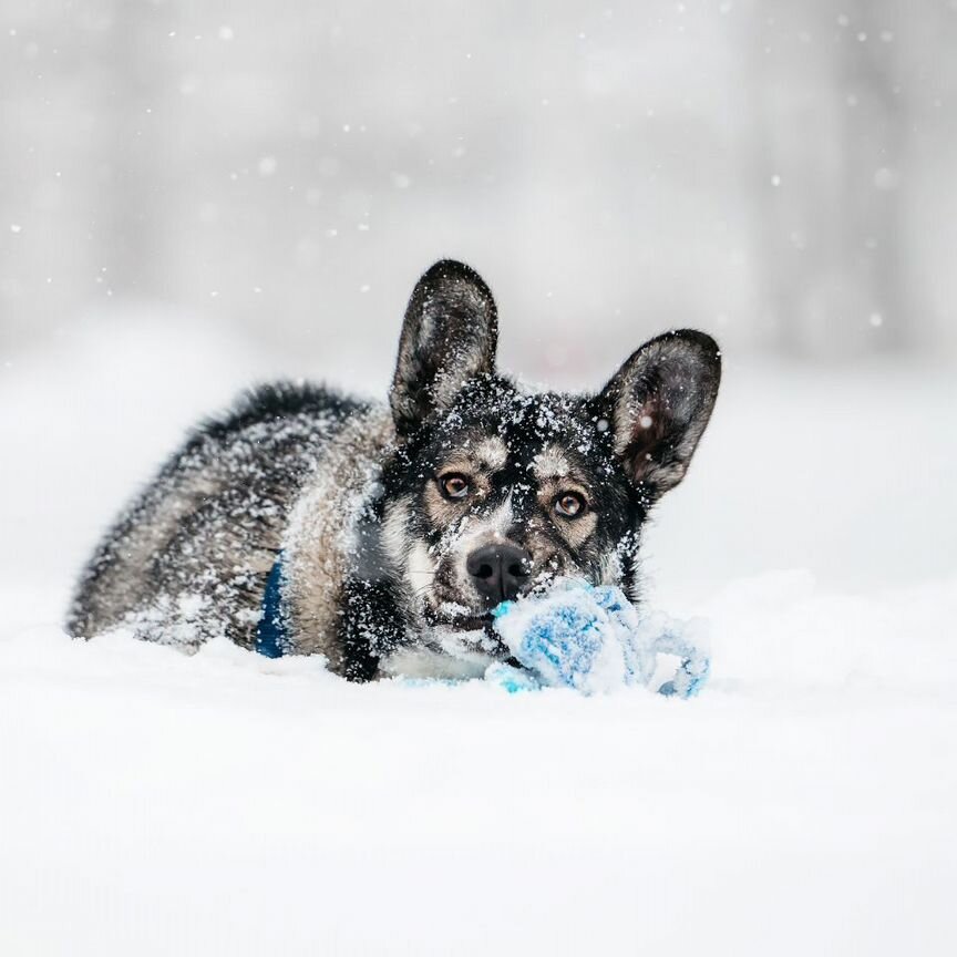 Собака в добрые руки