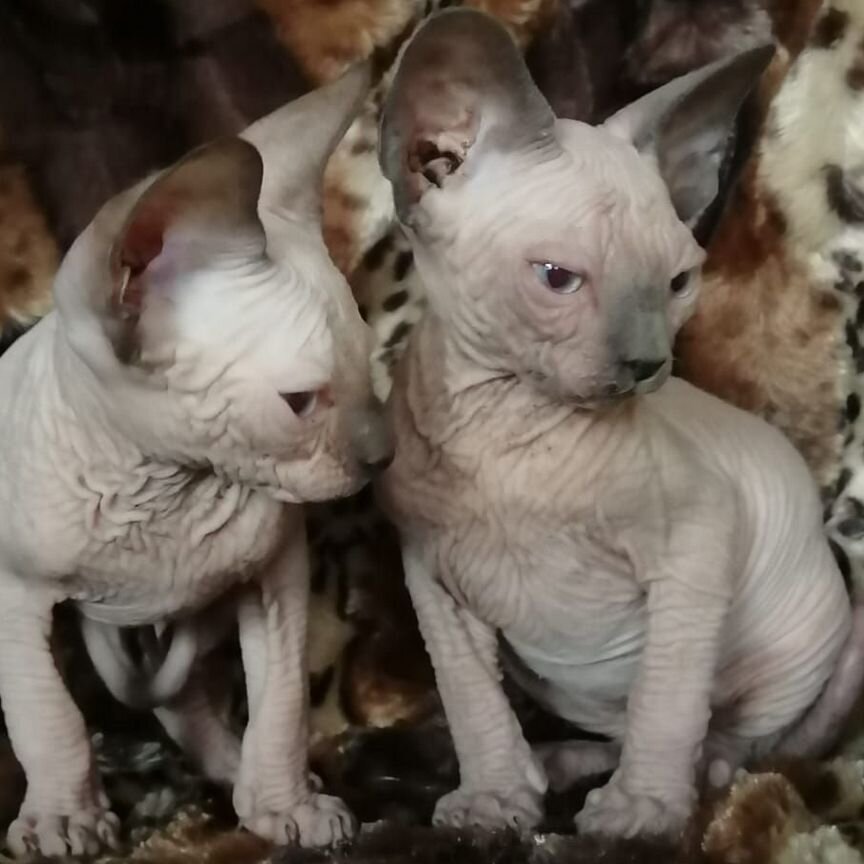 Канадский сфинкс котенок